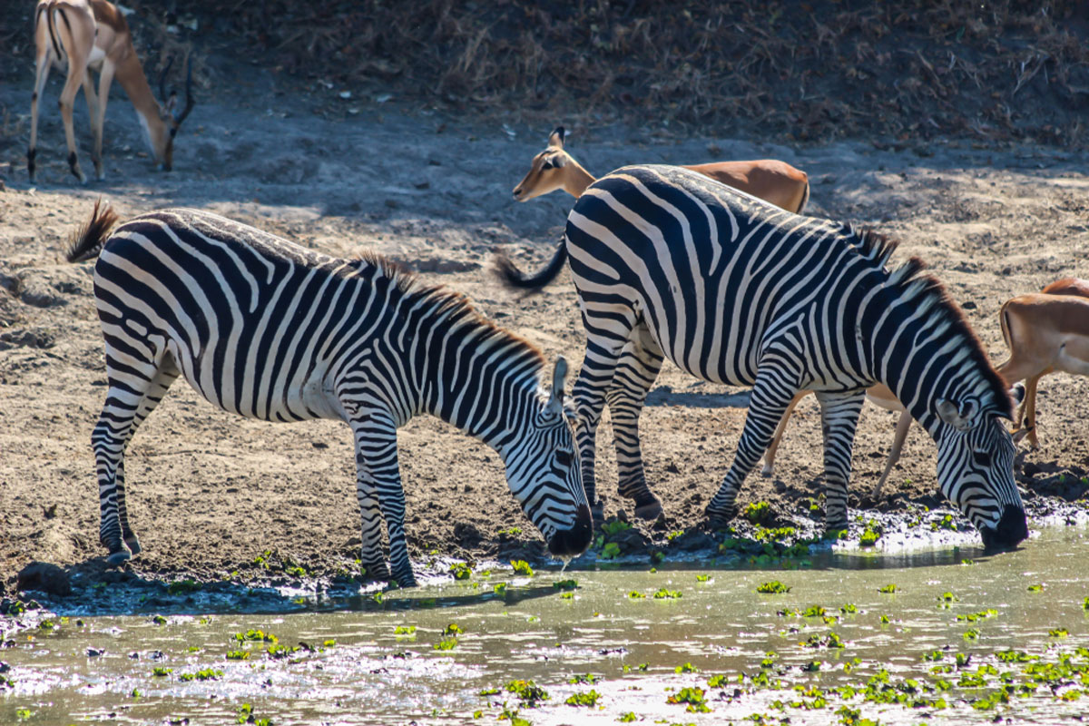 EXPLORING LILONGWE - POCKET TRAVEL